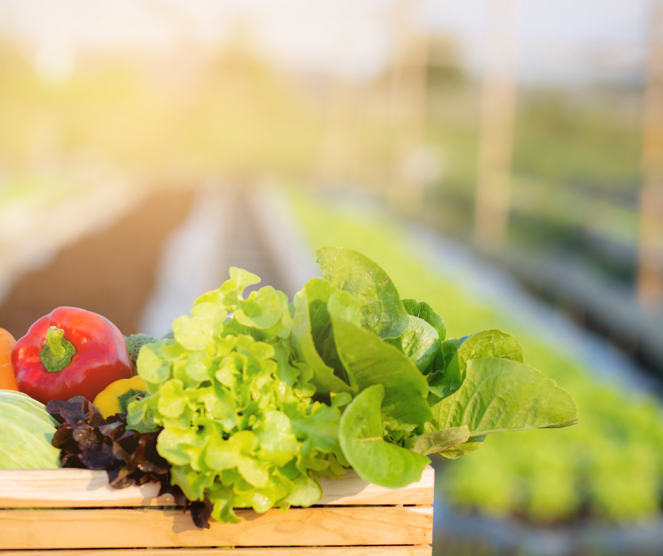 Fresh Produce The Ranchers Daughter Mt